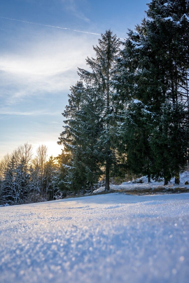 Bare Ground Winter | Bare Ground Solutions